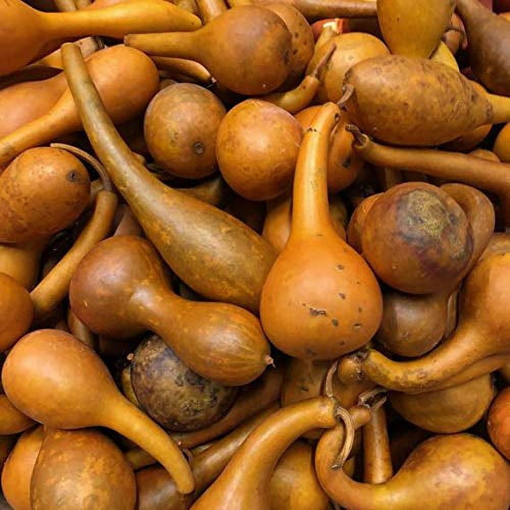 Gourd Seeds “Long TWE5 Handled Dipper” - Thick Walled Gourds - Ideal ...
