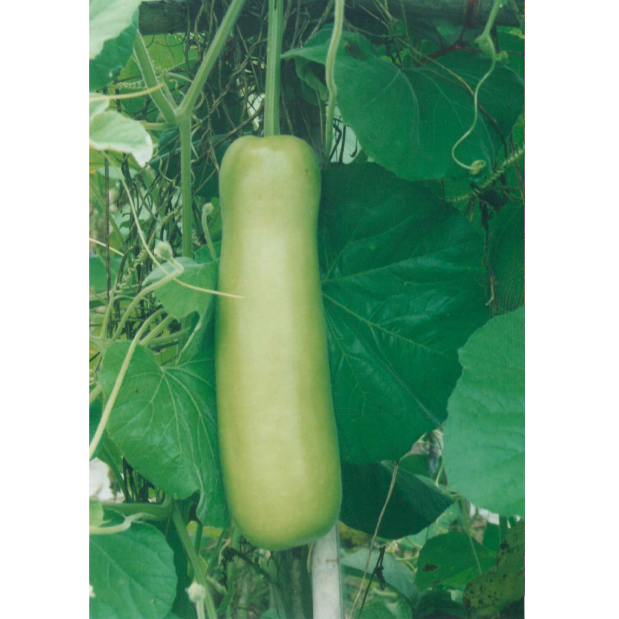 Gourd Seeds - Nam Tao Yao - 3 g Packet ~15 Seeds - Non-GMO, Heirloom ...