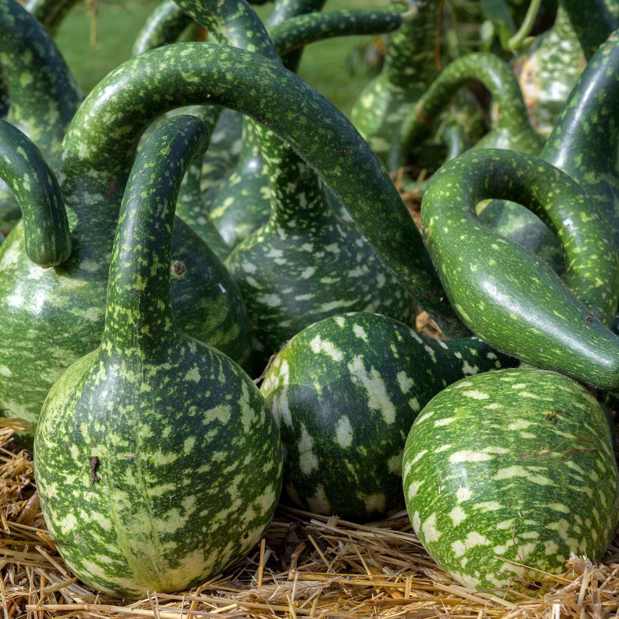 Gourd Seeds - Speckled Swan - 1 Oz ~840 Seeds - Lagenaria siceraria ...