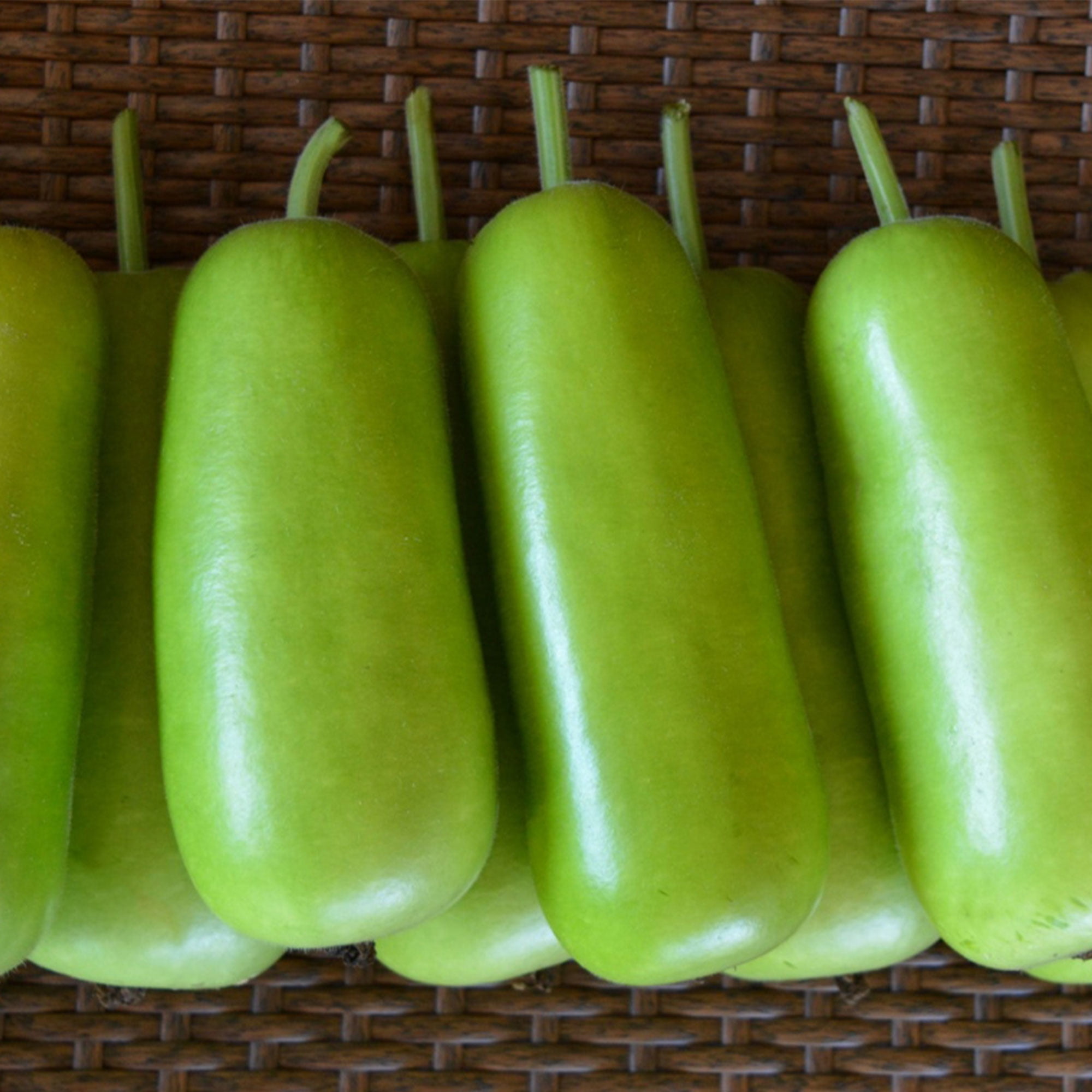 Gourd Seeds - Tai Hoo - Hybrid - 1 Lb ~2240 Seeds - Non-GMO, F1 Hybrid ...