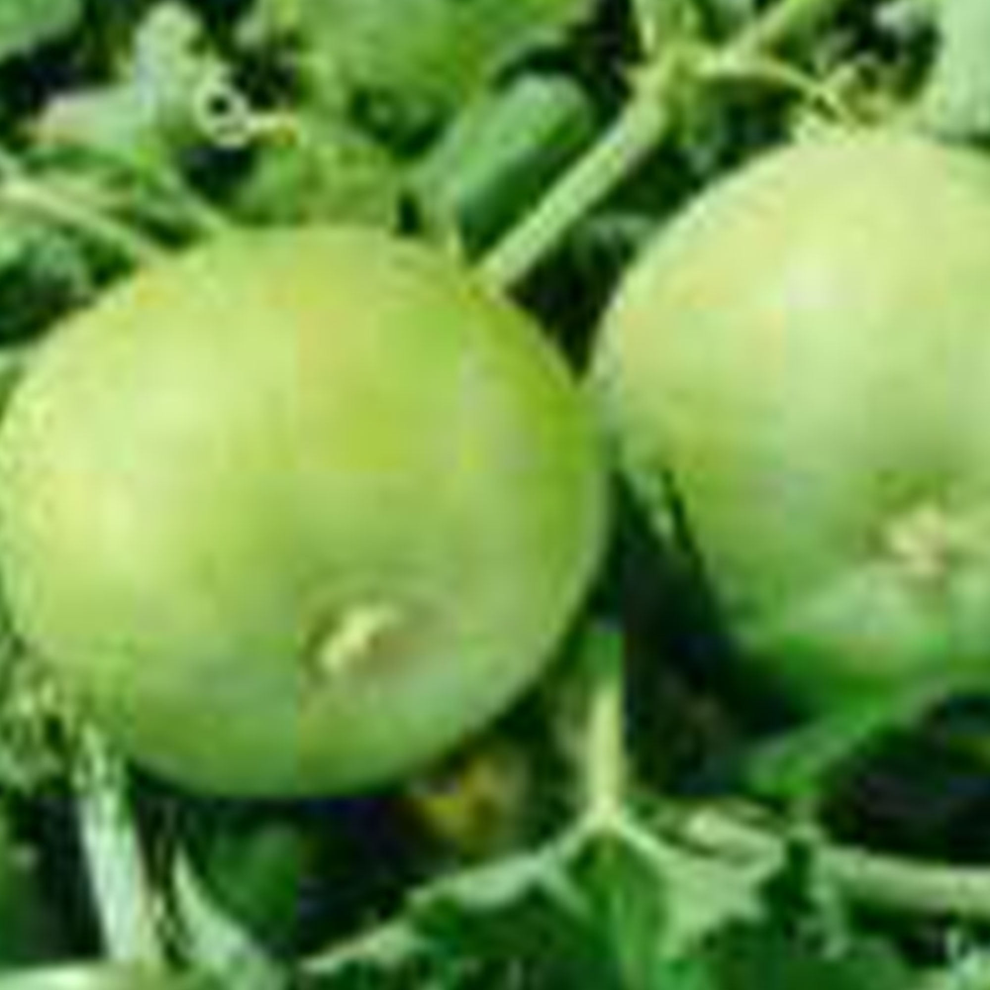 Gourd Seeds - Tinda - 1 Lb ~5600 Seeds - Non-GMO, Heirloom - Asian ...