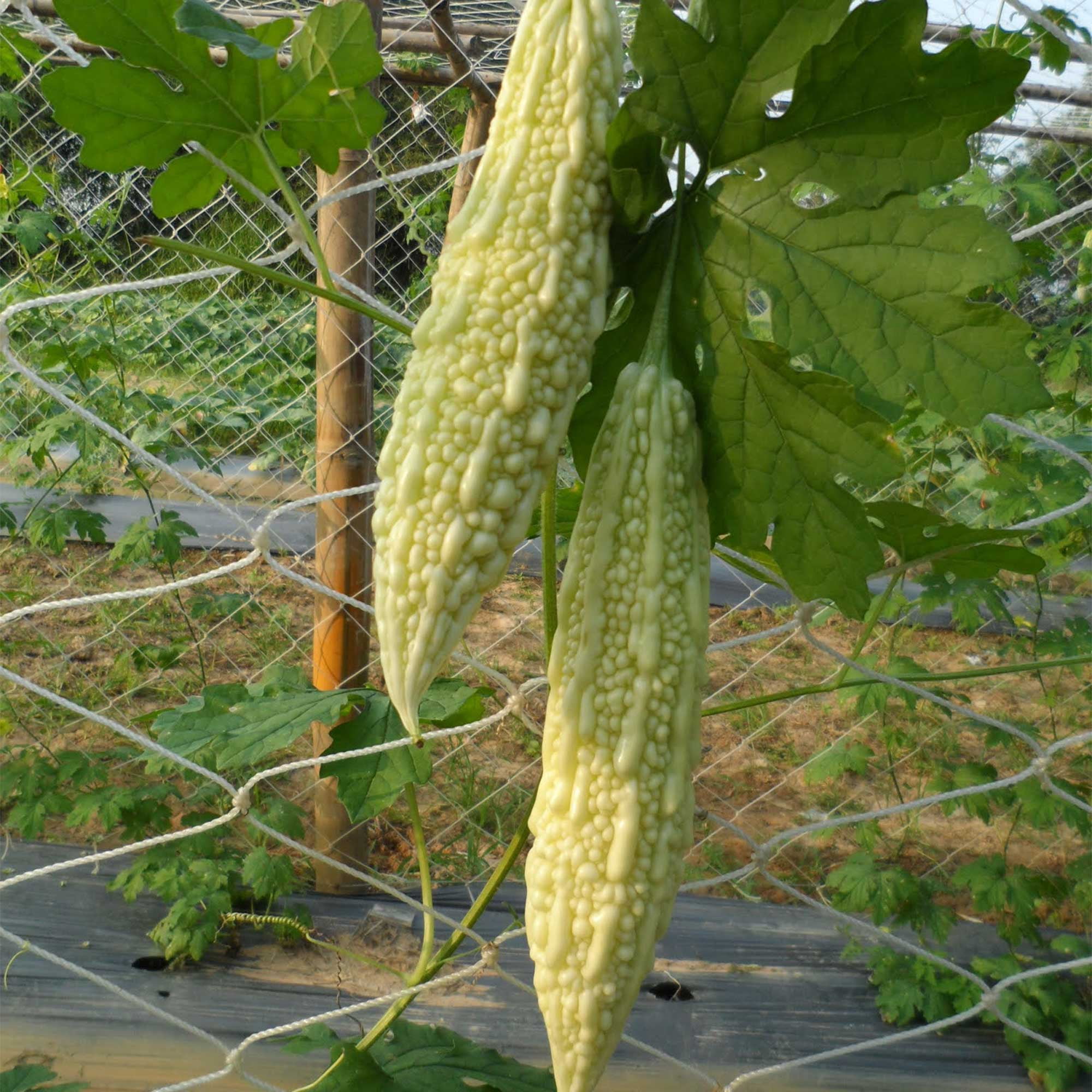 Gourd Seeds - White - Hybrid - 5 Lb Bulk ~11200 Seeds - Non-GMO, F1 ...