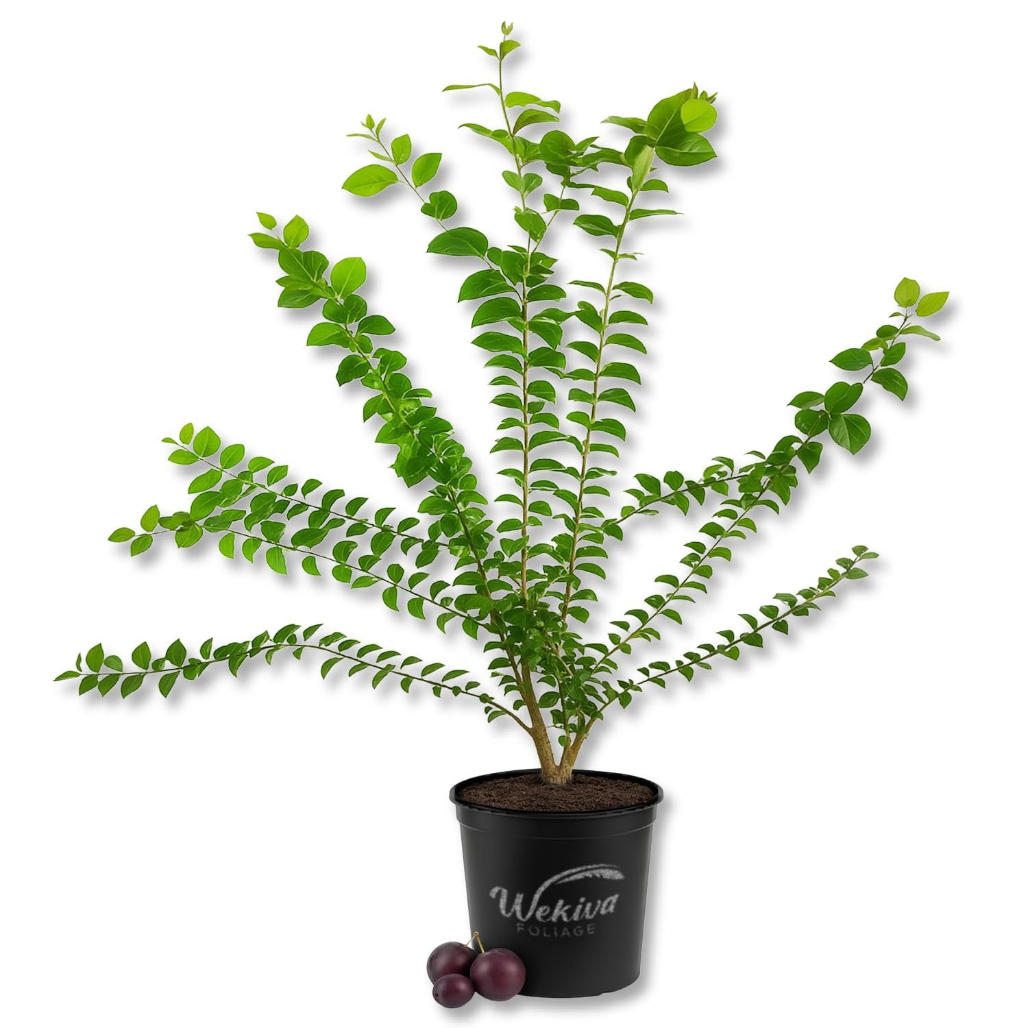 Governors Plum Tree - Ramontchi - Live Plant in a 3 Gallon Growers Pot ...