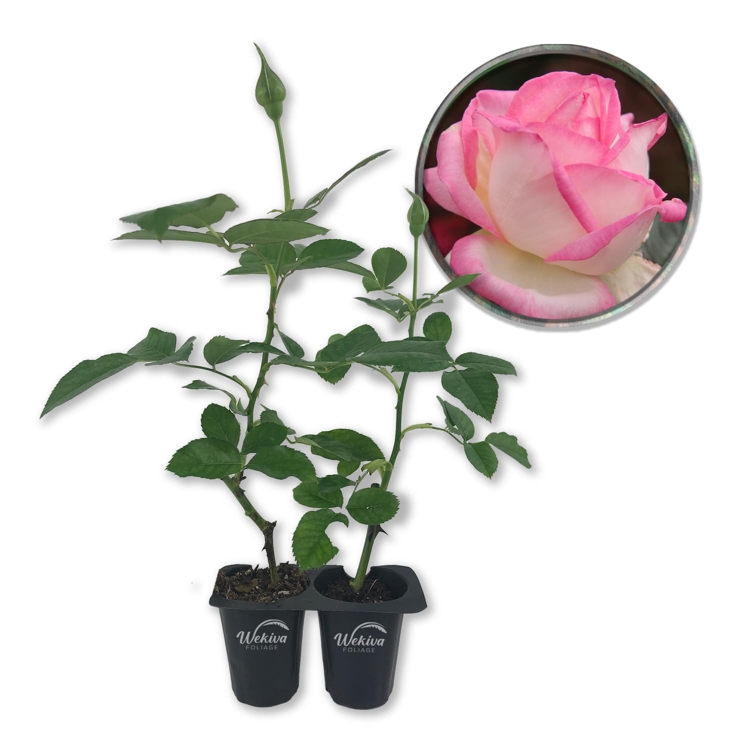 Grace De Monaco Rose Bush - 2 Live Starter Plants in 2 Inch Growers ...