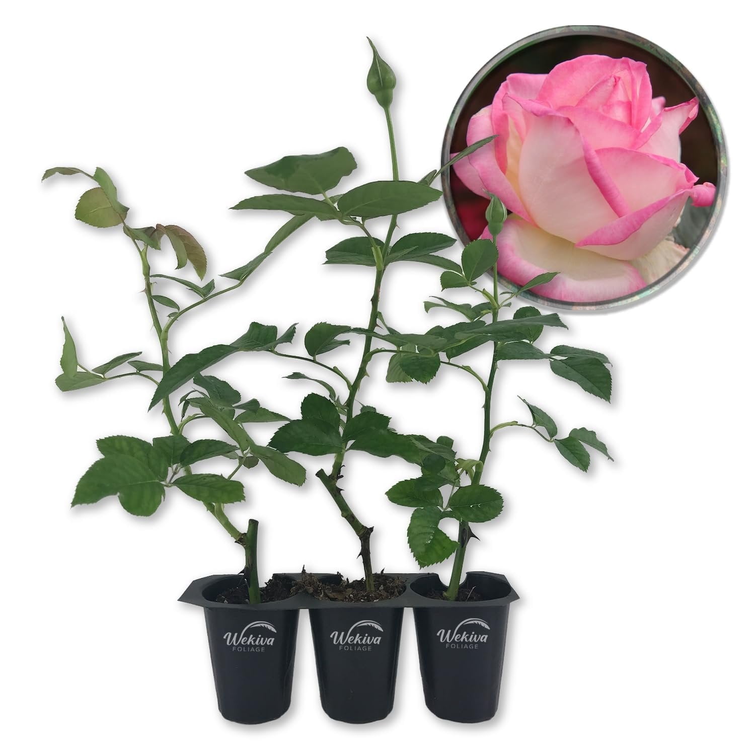 Grace De Monaco Rose Bush - 3 Live Starter Plants in 2 Inch Growers ...