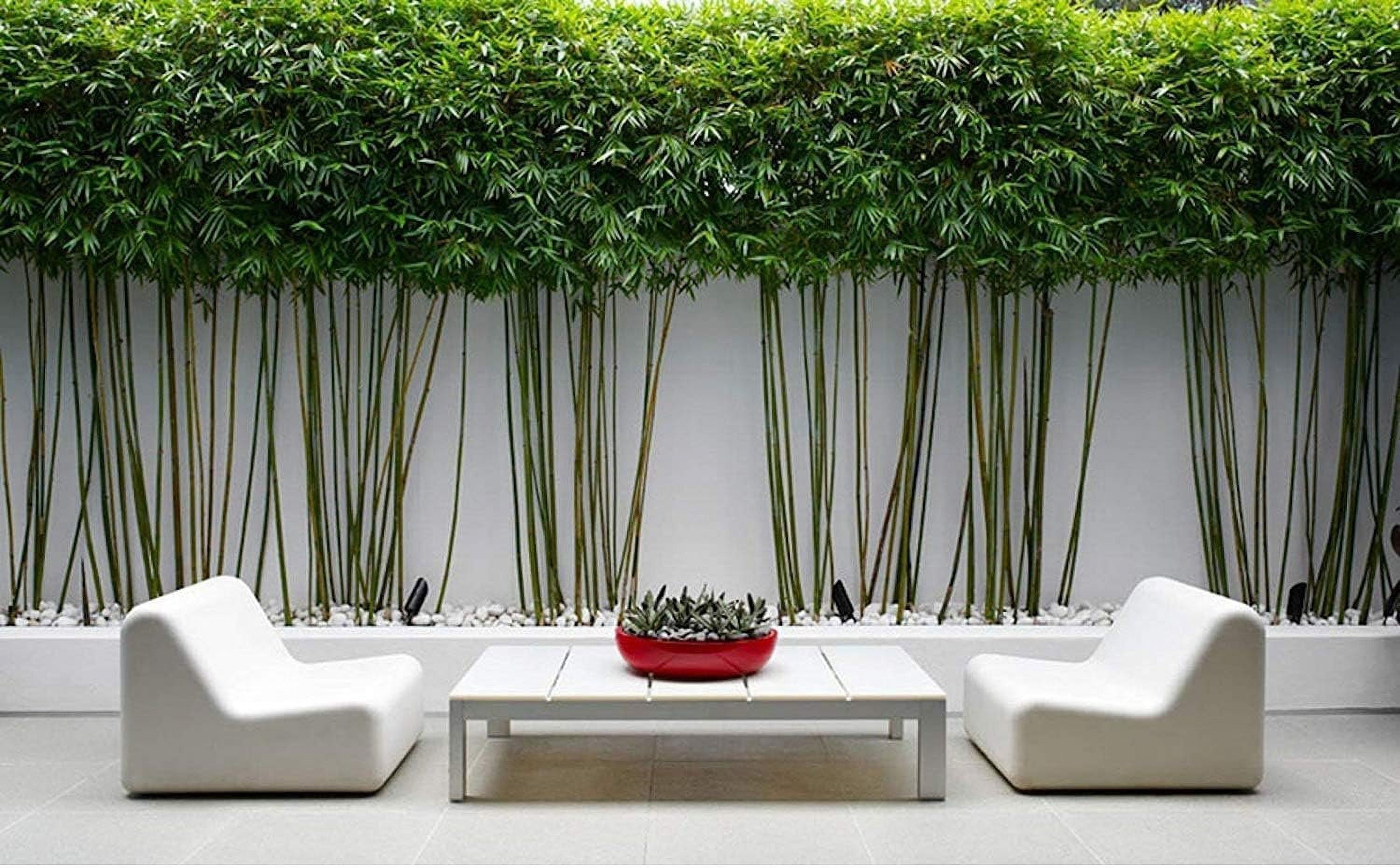 Graceful Bamboo Plant 1 Live Plant Bambusa Textilis Gracilis Privacy ...