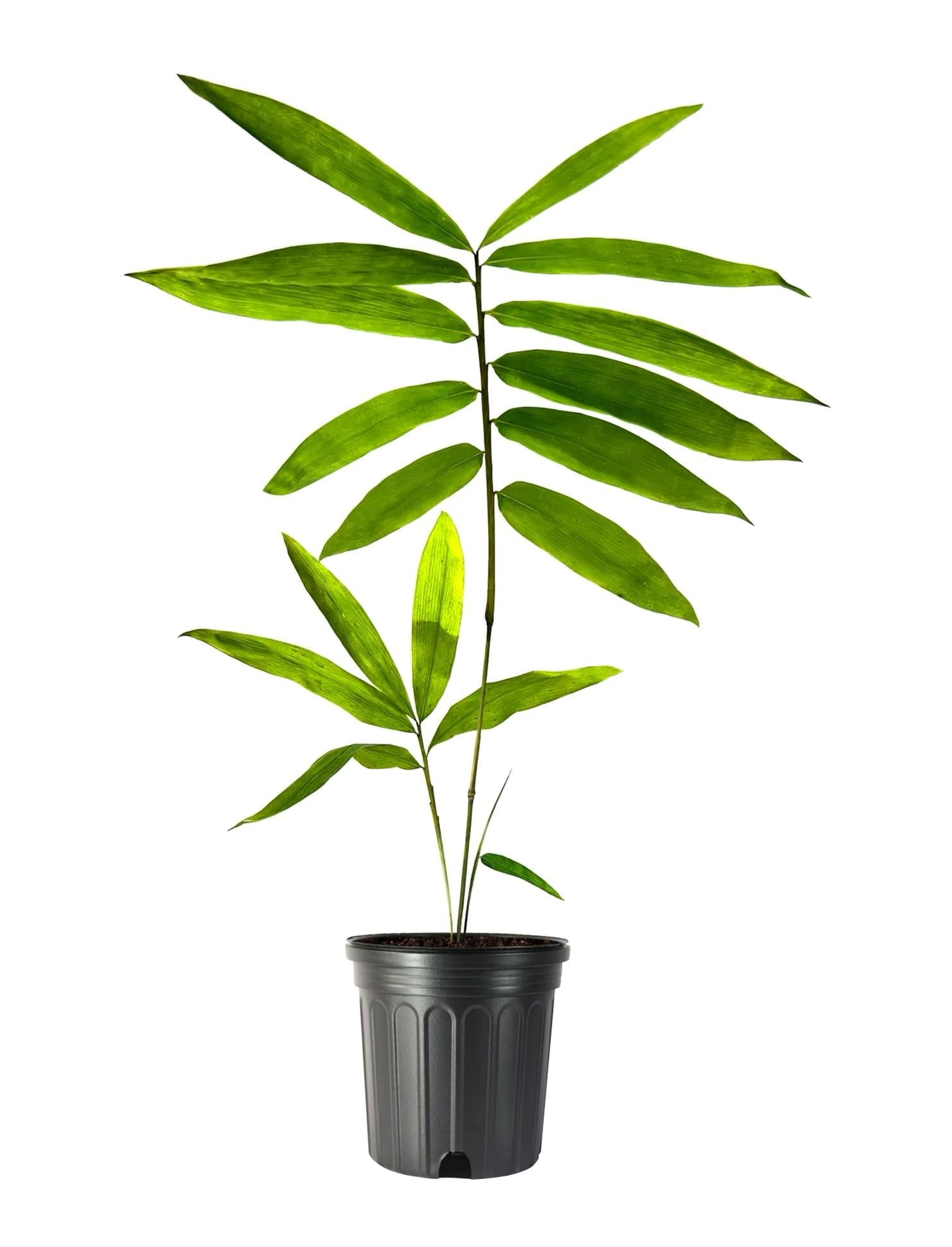 Graceful Bambusa Nutans Bongkhai Ever Bamboo 3 Large Gallon Size Plants ...