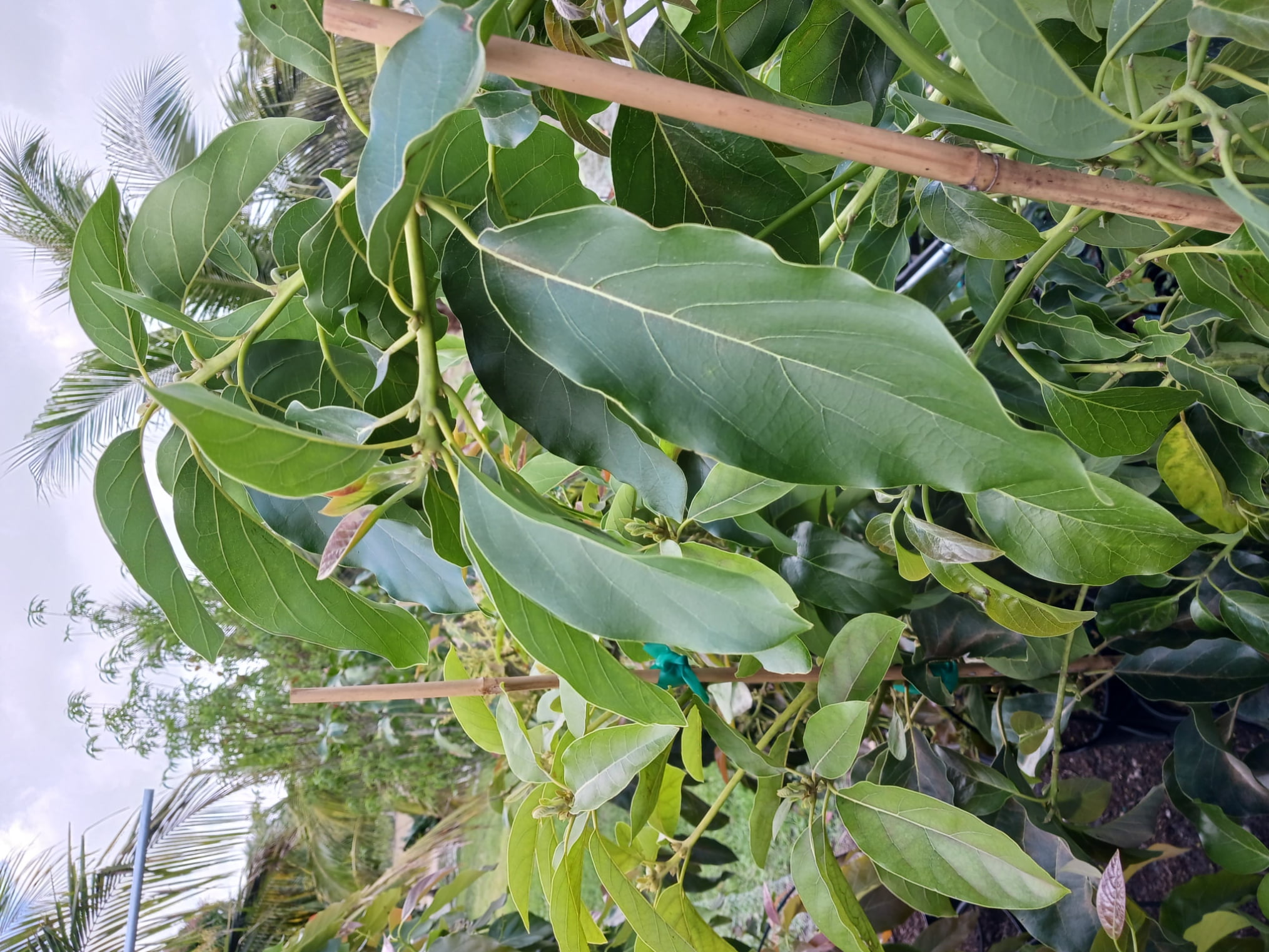 Grafted 5' + Monroe Avocado Tree - Walmart.com