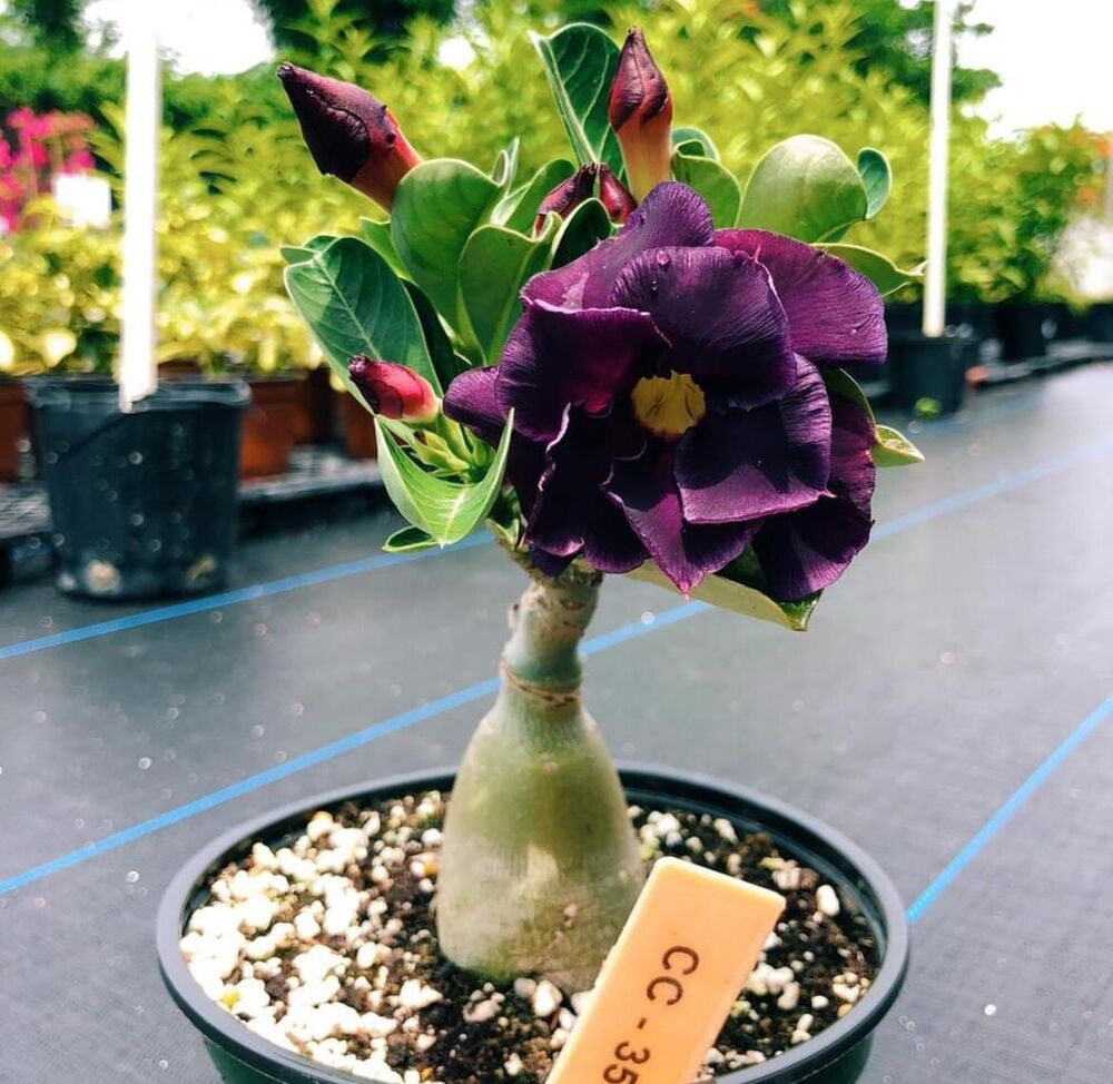 Grafted Desert Rose (Adenium obessum) Hybrid CC-35 purple Very Rare ...