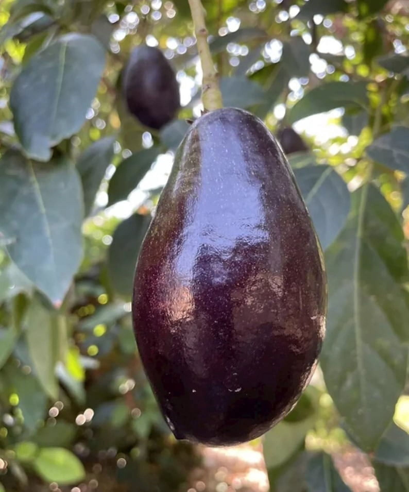 JAVAGREEN Grafted Mexicola Grande Avocado Tree, 2-4FT Tall, Cold Hardy ...