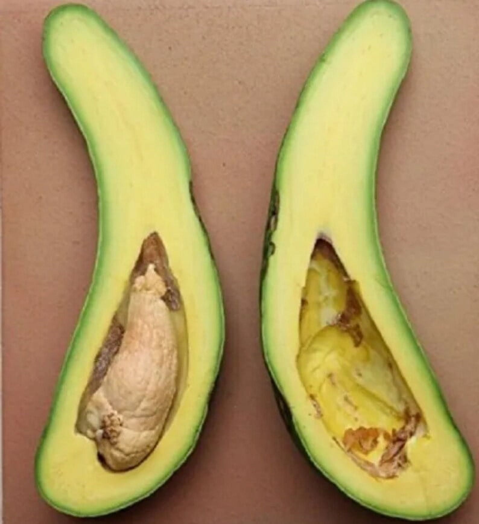 Grafted RUSSELL Long Neck Avocado Tree From 2 to 4 feet tall. We ship ...