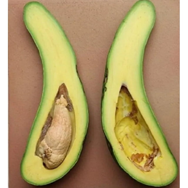 Grafted RUSSELL Long Neck Avocado Tree From 2 to 4 feet tall. We ship ...