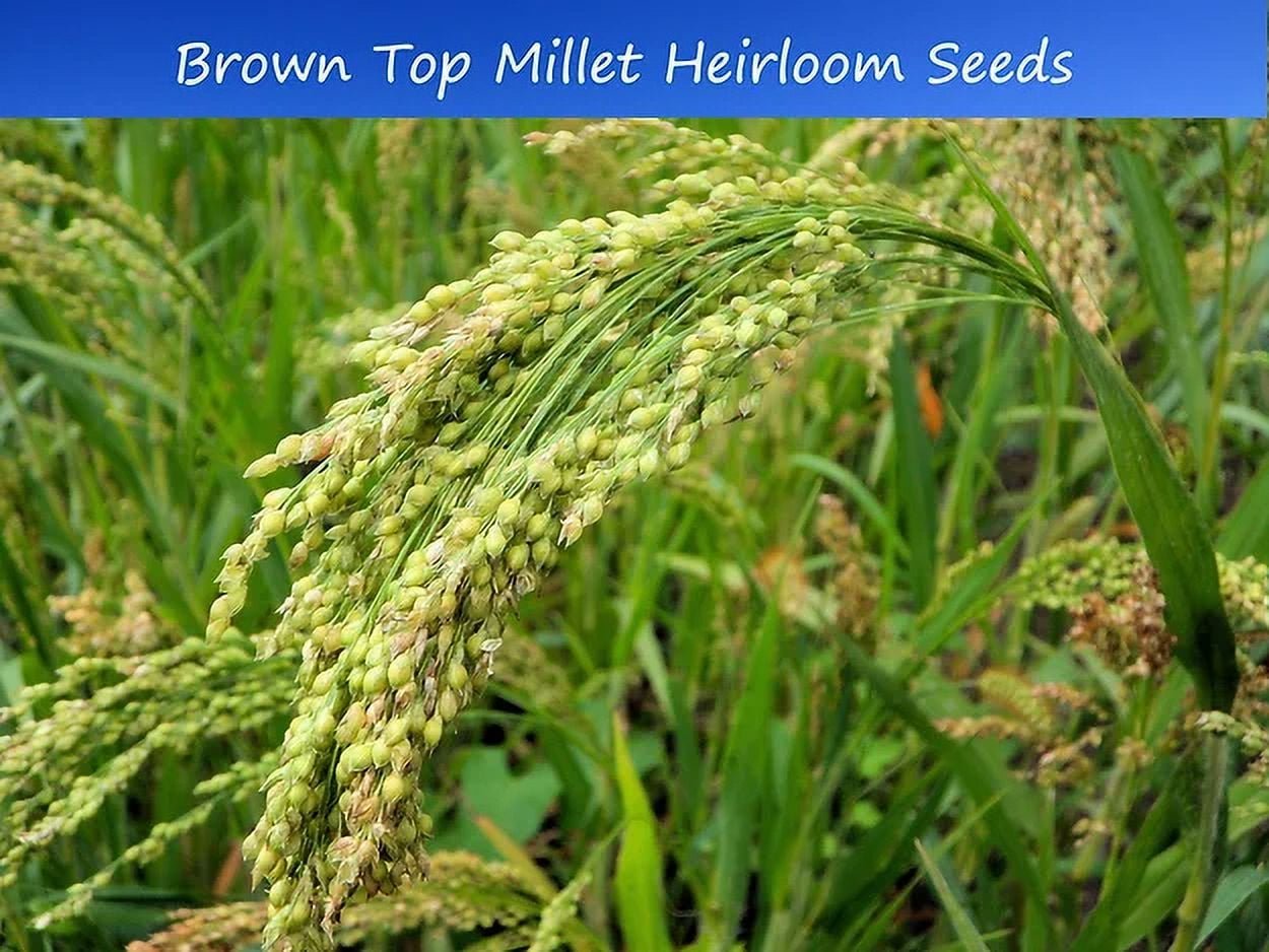 Serendipity Seeds 500 Brown Top Millet Plant Seeds - Walmart.com