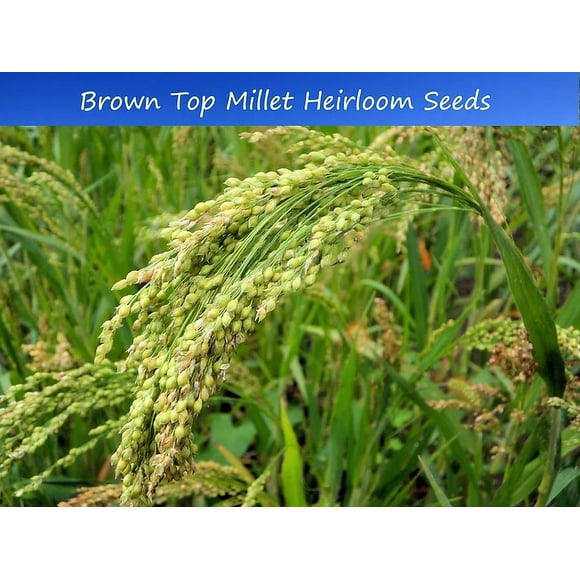 Millet Seeds for Gardening and Bird Feeding in Patio Garden Supplies