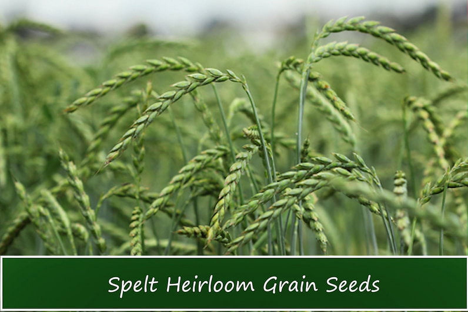 Grain Seeds - Organic Spelt - Dinkel- 100 Seed Starter Pack - Cereal ...