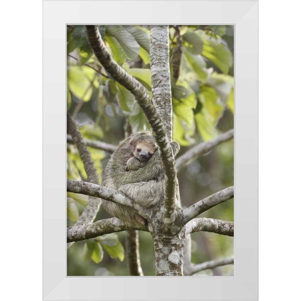 Grall, Don 11x14 White Modern Wood Framed Museum Art Print Titled ...