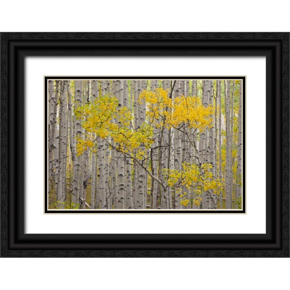 Grall, Don 14x11 Black Ornate Wood Framed with Double Matting Museum ...