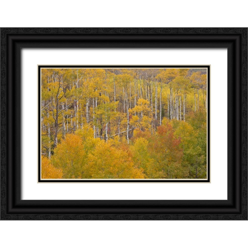 Grall, Don 14x11 Black Ornate Wood Framed with Double Matting Museum ...