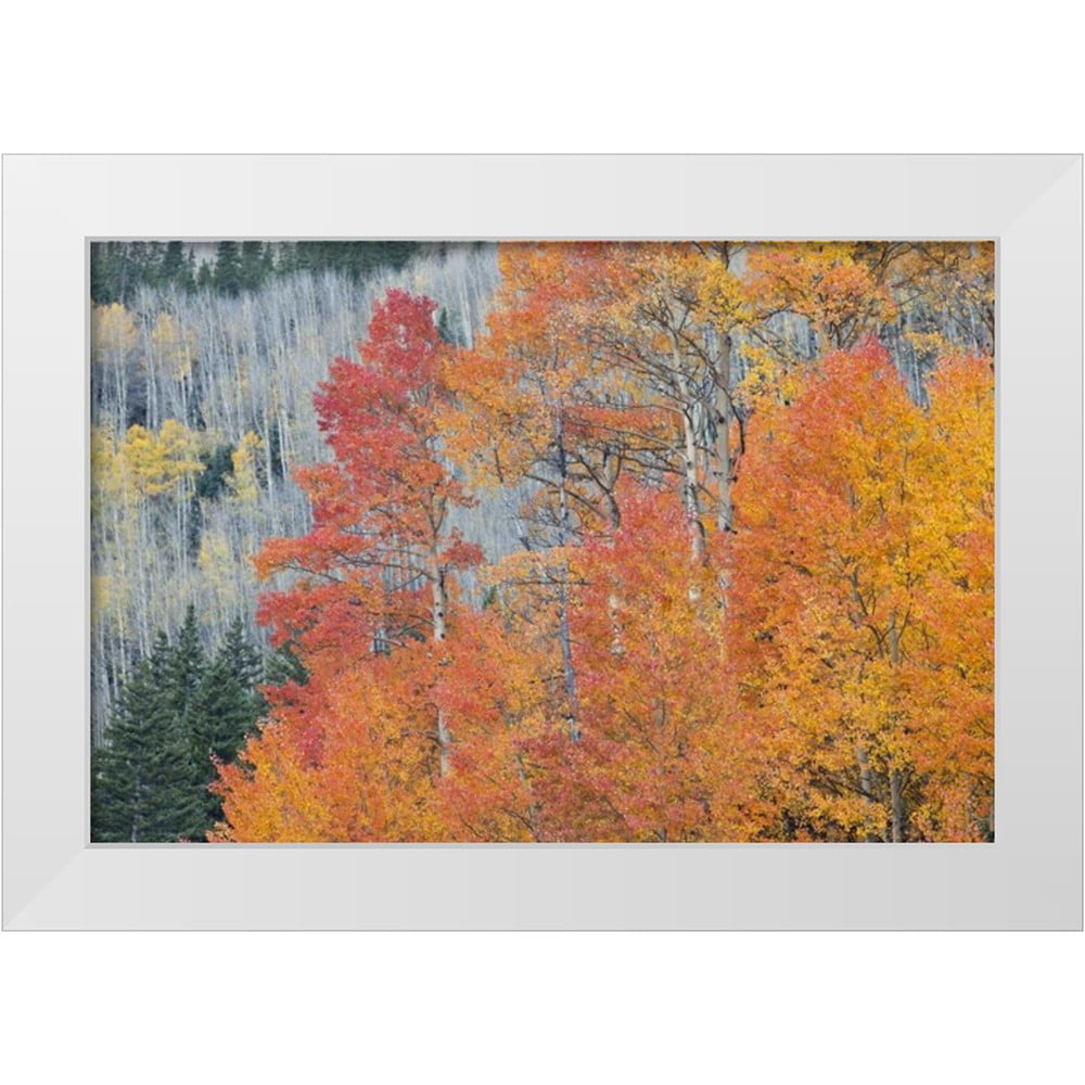 Grall, Don 14x11 White Modern Wood Framed Museum Art Print Titled - CO ...