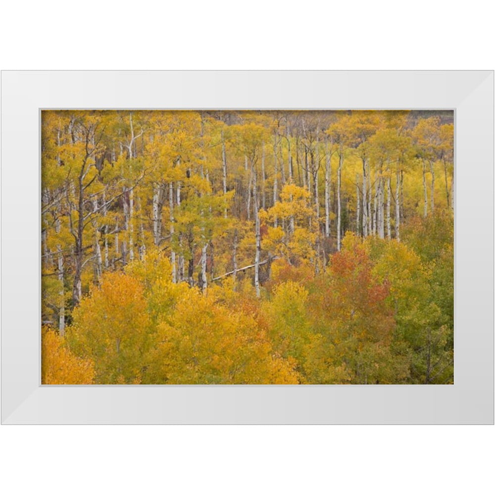 Grall, Don 14x11 White Modern Wood Framed Museum Art Print Titled - CO ...