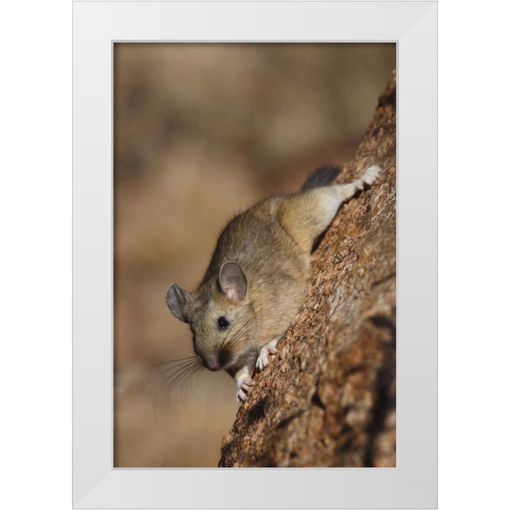 Grall, Don 17x24 White Modern Wood Framed Museum Art Print Titled - CO ...