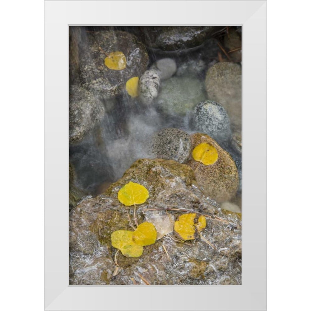 Grall, Don 17x24 White Modern Wood Framed Museum Art Print Titled - Colorado, Pike NF Aspen ...