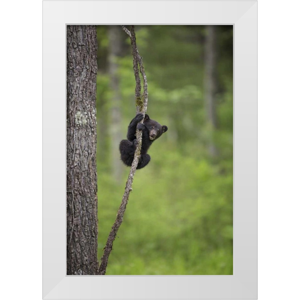 Grall, Don 17x24 White Modern Wood Framed Museum Art Print Titled ...
