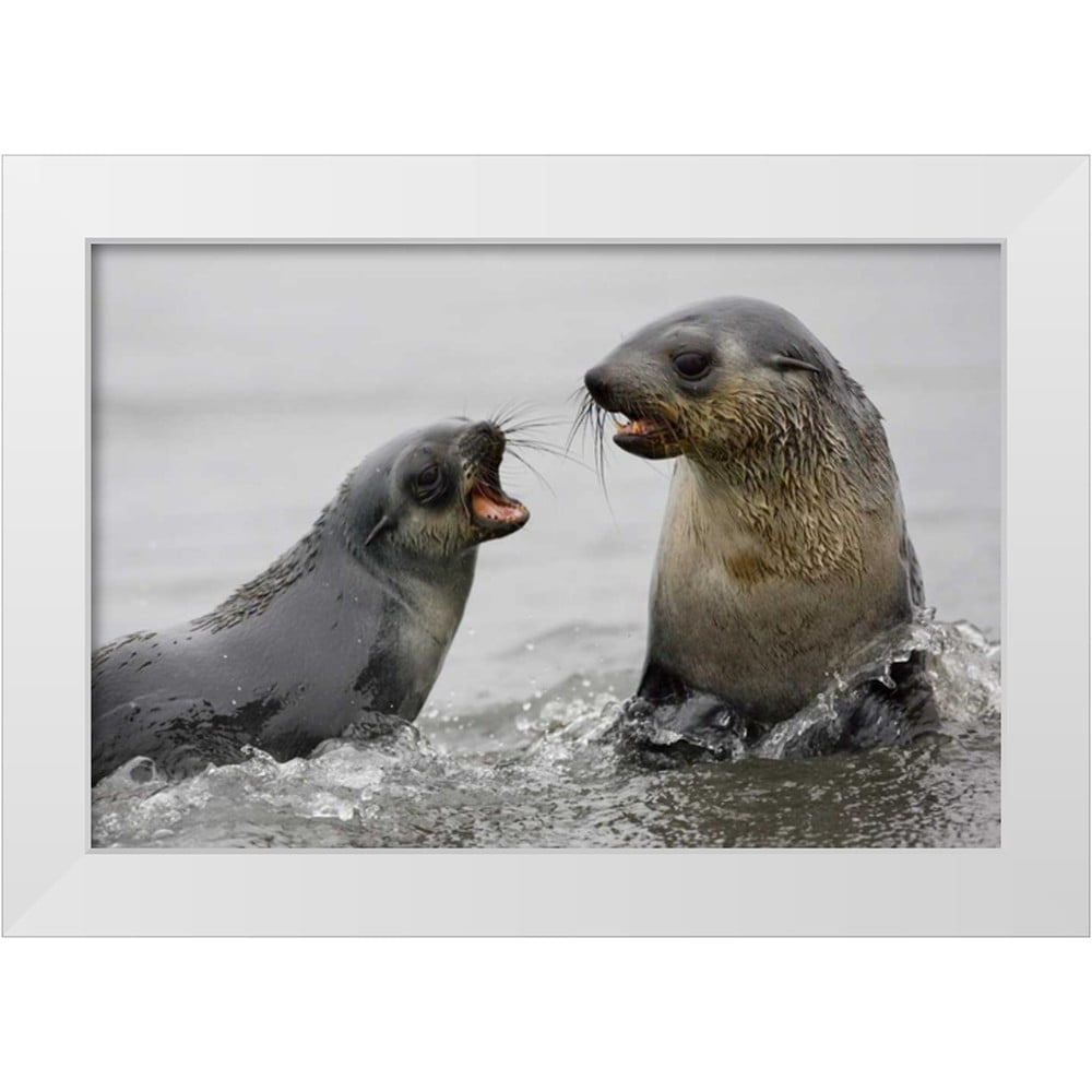 Grall, Don 18x13 White Modern Wood Framed Museum Art Print Titled - Antarctica Antarctic Fur ...