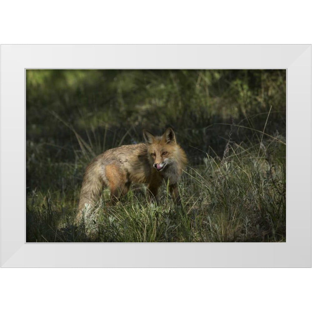Grall, Don 18x13 White Modern Wood Framed Museum Art Print Titled - Colorado, Pike National ...