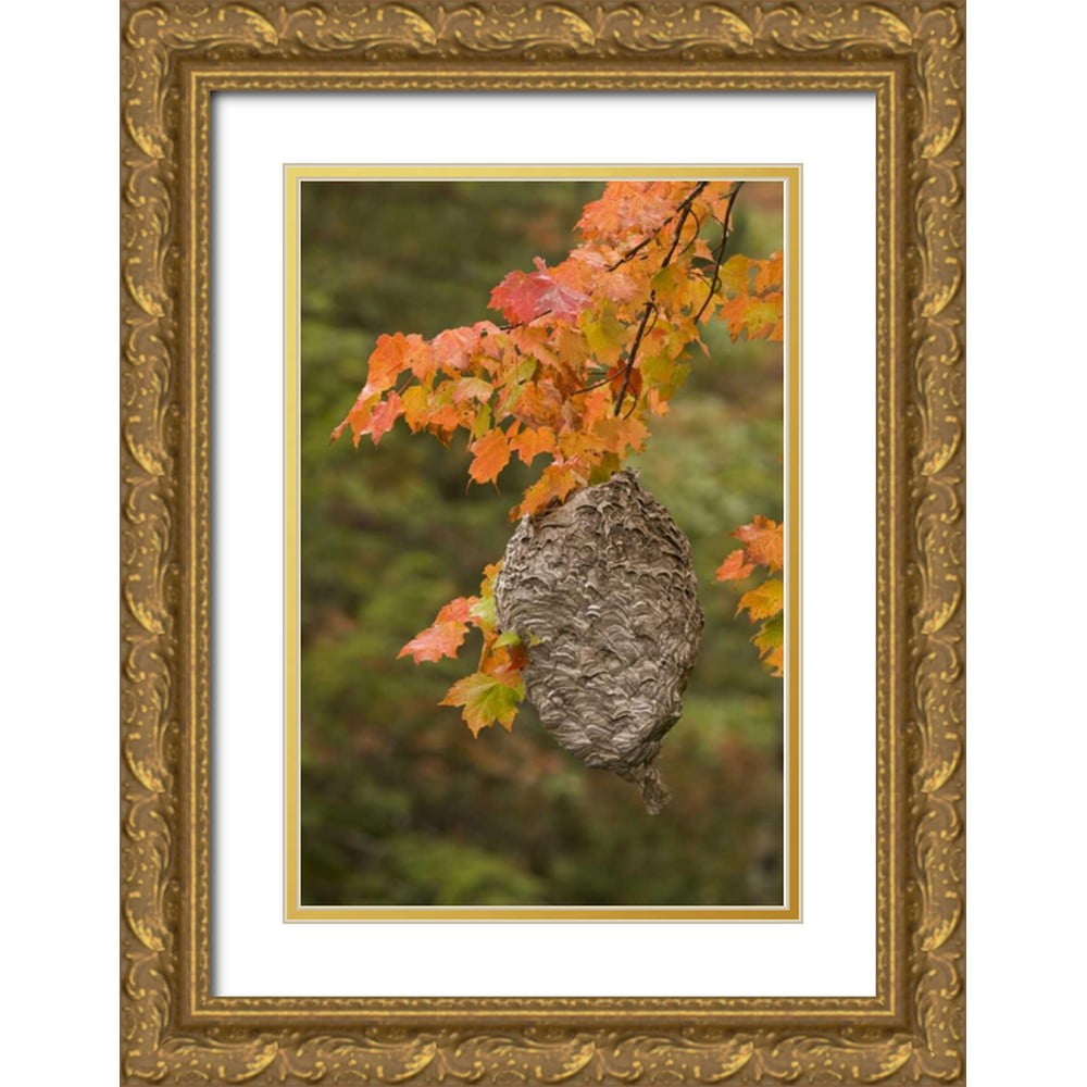 Grall, Don 23x32 Gold Ornate Wood Framed with Double Matting Museum Art ...