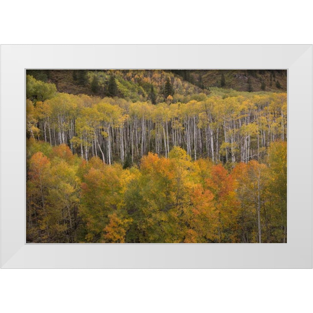 Grall, Don 24x17 White Modern Wood Framed Museum Art Print Titled - CO, White River NF Aspen ...