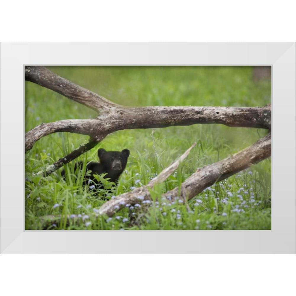 Grall, Don 24x17 White Modern Wood Framed Museum Art Print Titled ...