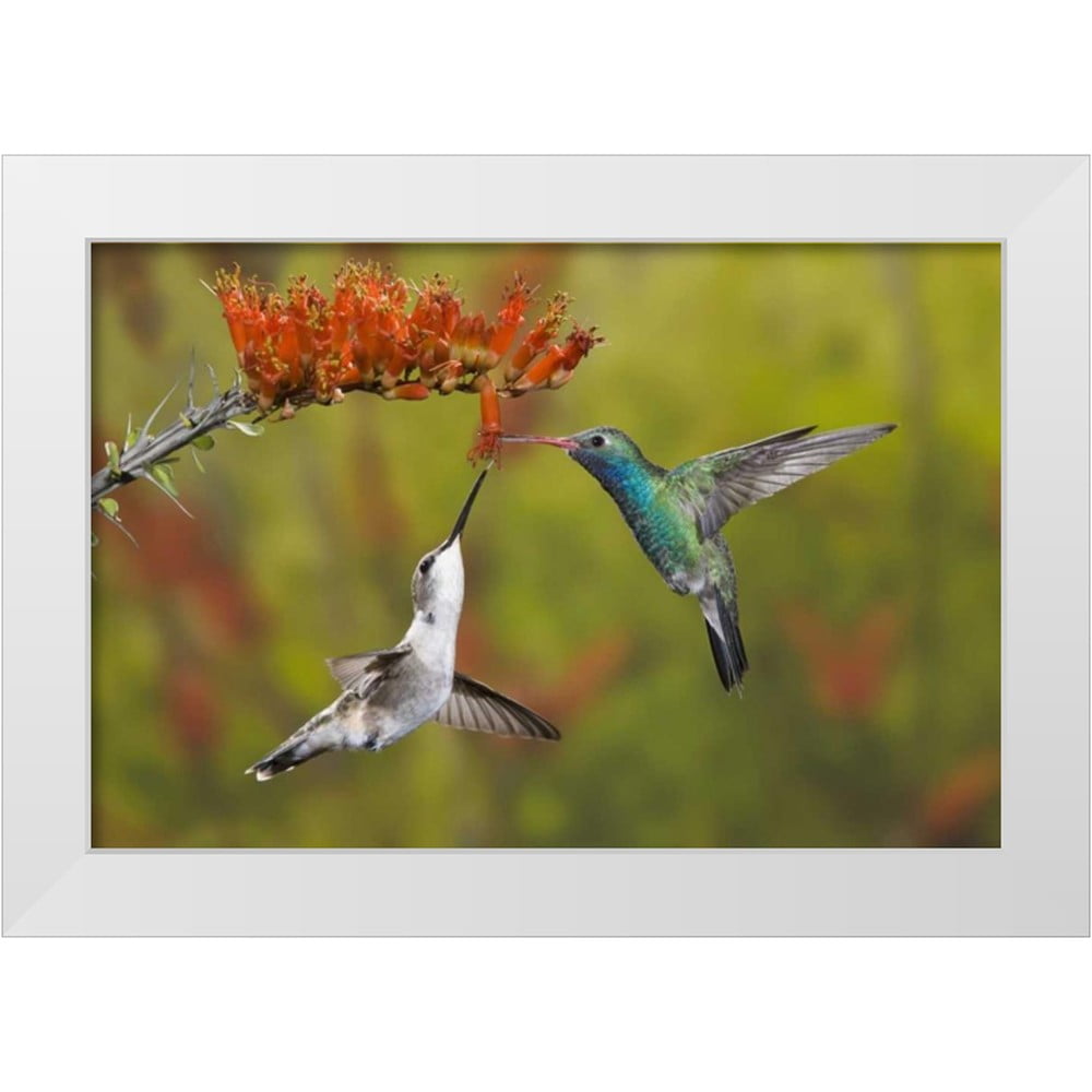 Grall, Don 32x23 White Modern Wood Framed Museum Art Print Titled - AZ ...