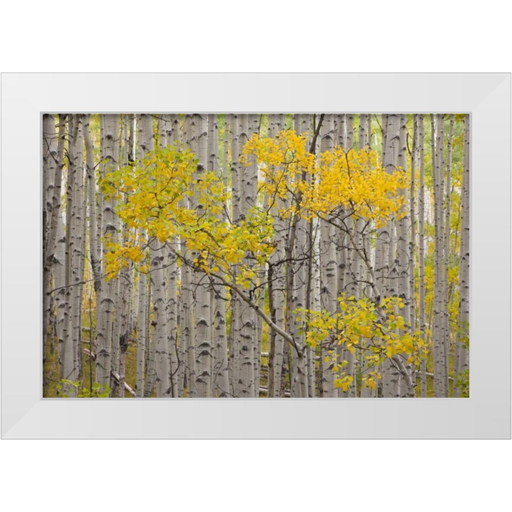 Grall, Don 32x23 White Modern Wood Framed Museum Art Print Titled - CO ...