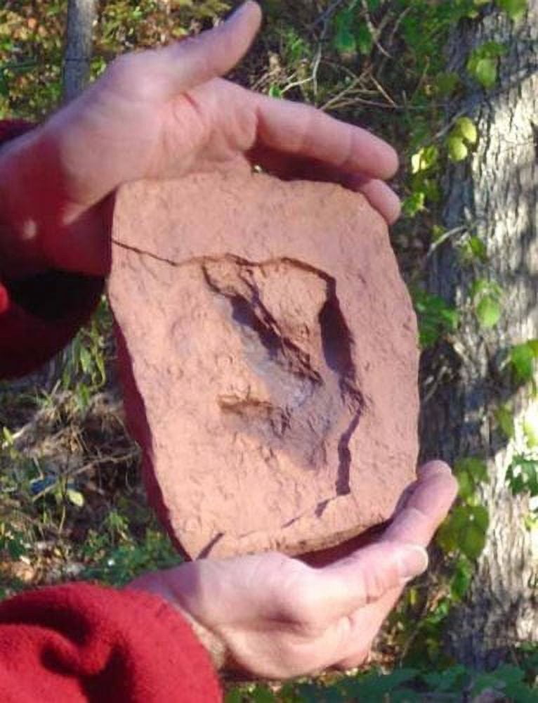 Grallator Dinosaur Footprint Fossil Replica - 6" x 7" - cast from ...