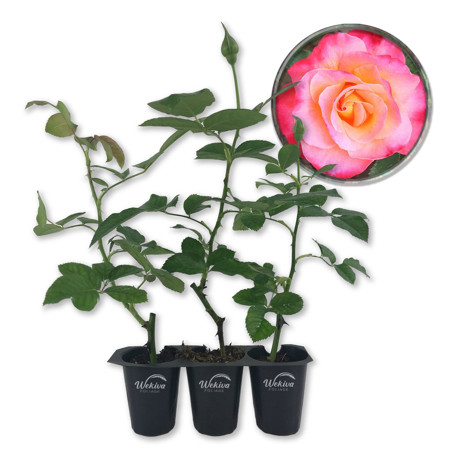 Granada Rose Bush - 3 Live Starter Plants in 2 Inch Pots - Beautifully ...