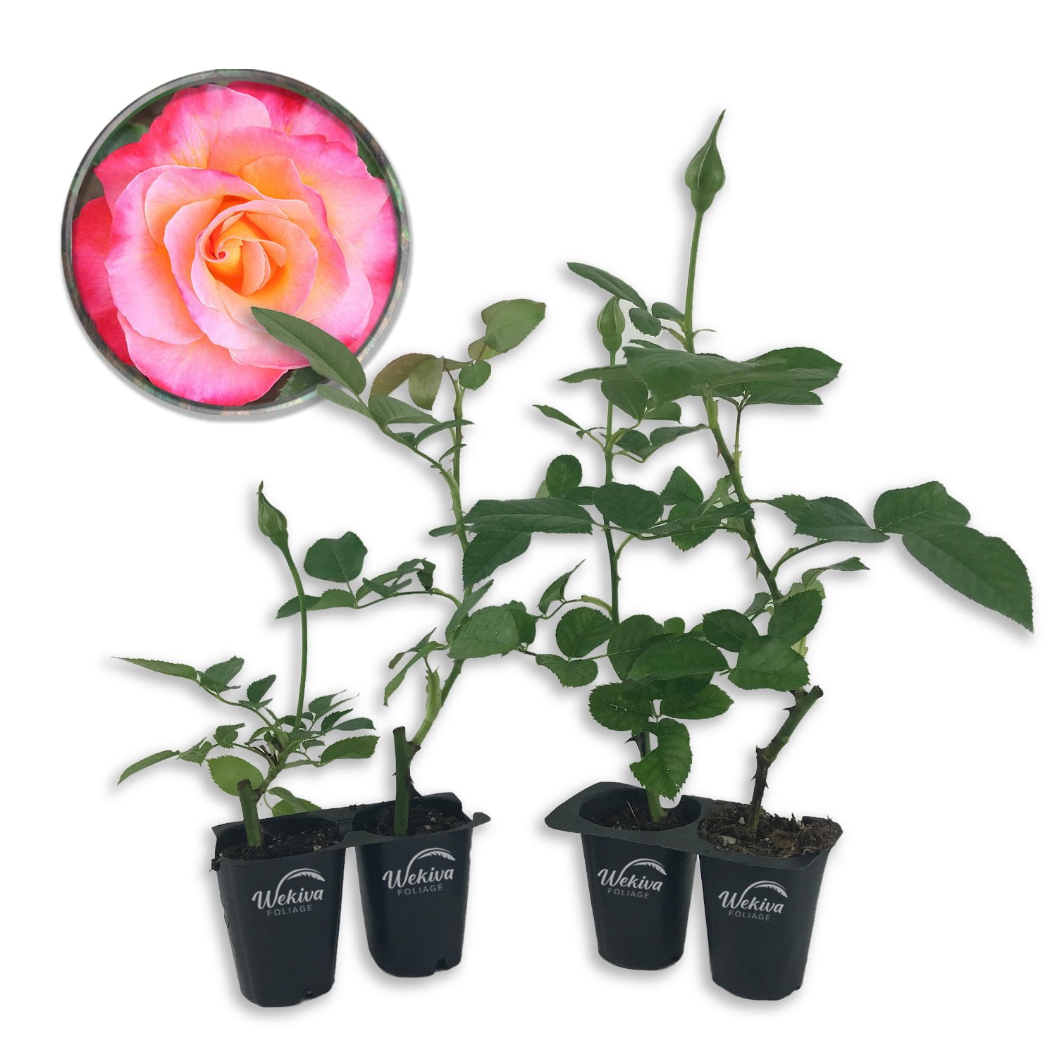 Granada Rose Bush - 4 Live Starter Plants in 2 Inch Pots - Beautifully ...