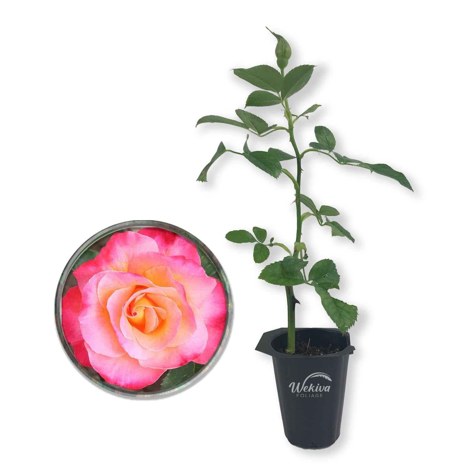 Granada Rose Bush - Live Starter Plant in a 2 Inch Pot - Beautifully ...