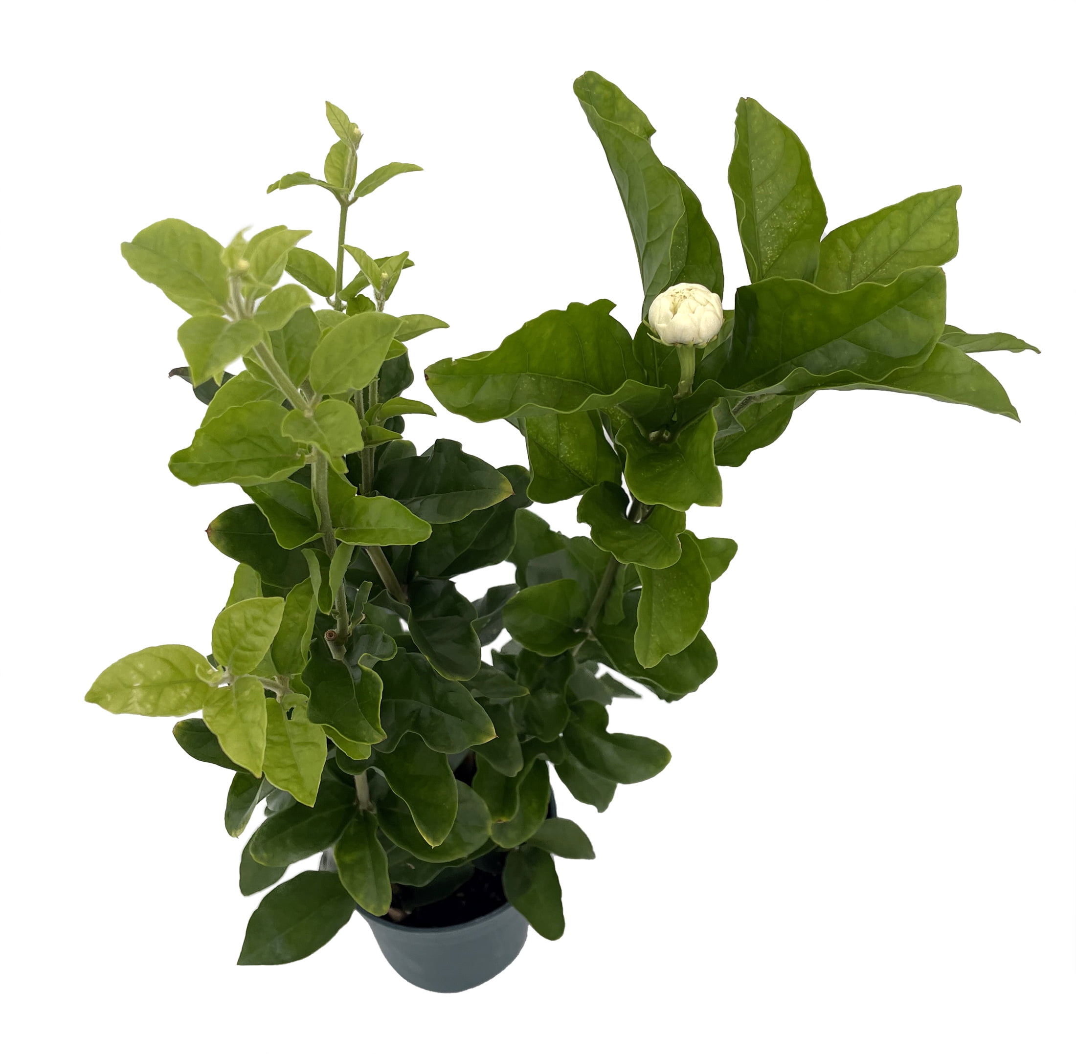 Grand Duke of Tuscany - Arabian Jasmine Plant - Triple Bloom- 4" Pot ...