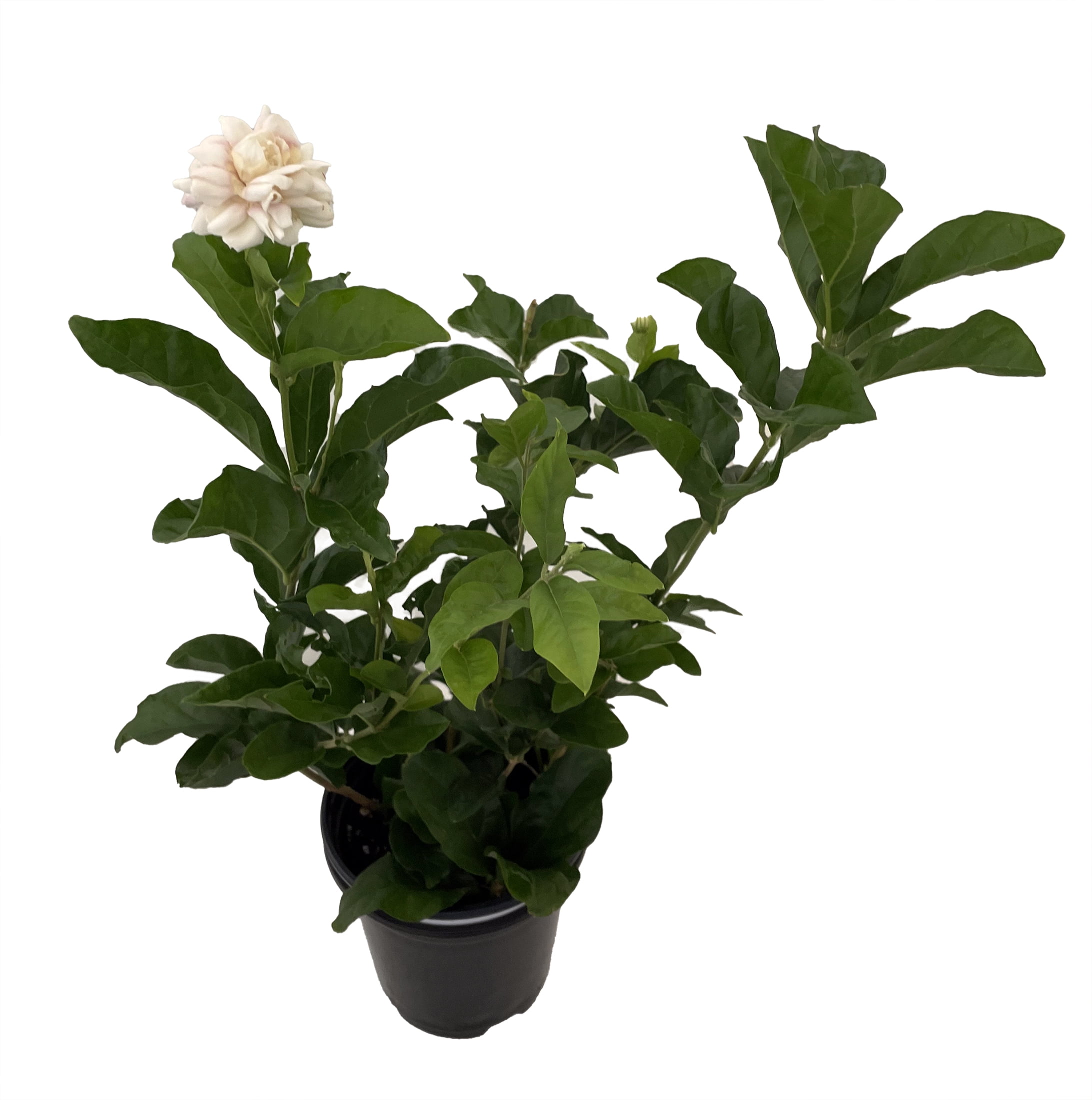 Grand Duke of Tuscany - Arabian Jasmine Plant - Triple Bloom - 6" Pot ...