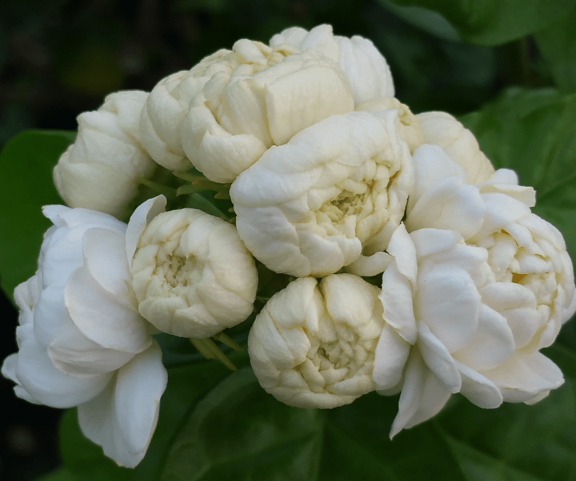 Grand Duke of Tuscany Jasmine Live Plant, Blooming Jasmine Plant Live ...