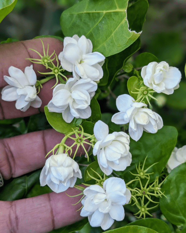 Grand Duke of Tuscany Jasmine Live Plant, Blooming Jasmine Plant Live ...
