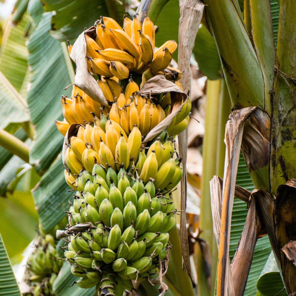 Grand Nain Banana Tree Live, Banana Plant Edible Fruit Tree, Outdoor ...