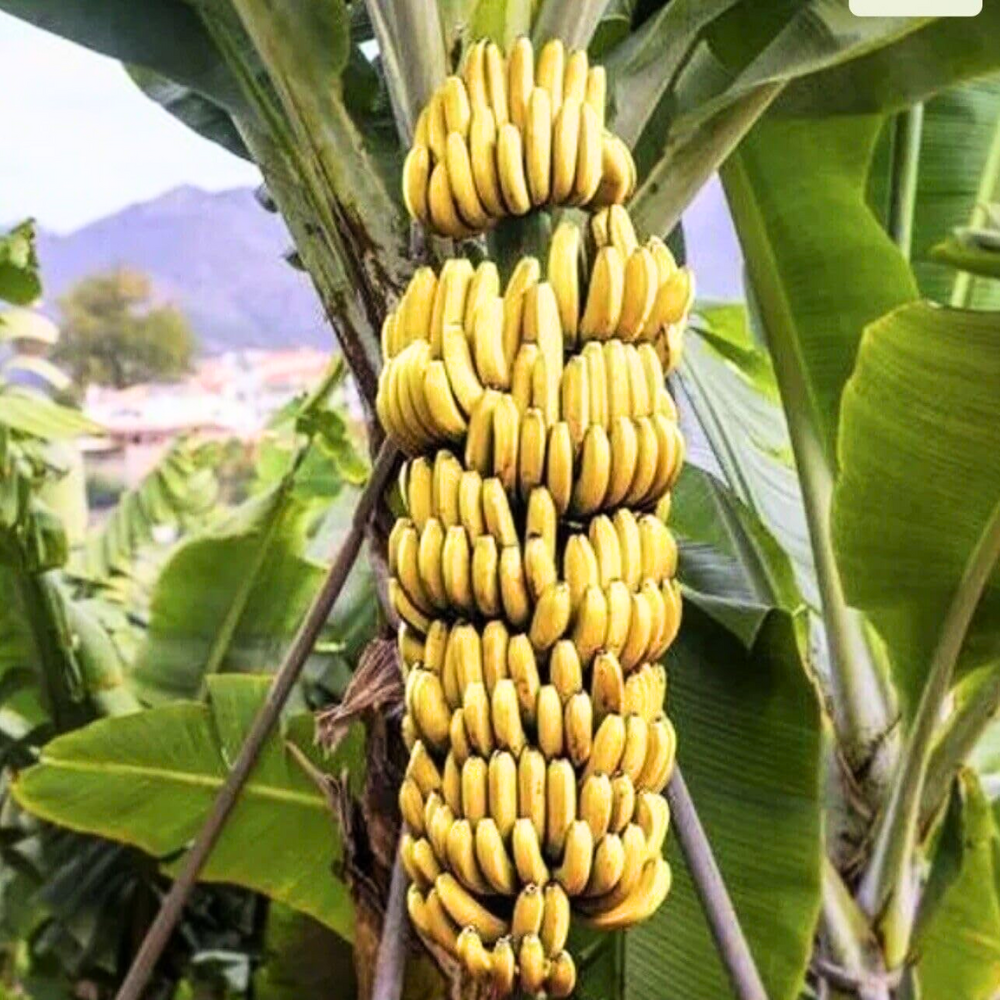 Grand Nain Banana Tree Live Plant, 4-8" Tall, Cold Hardy Tropical ...