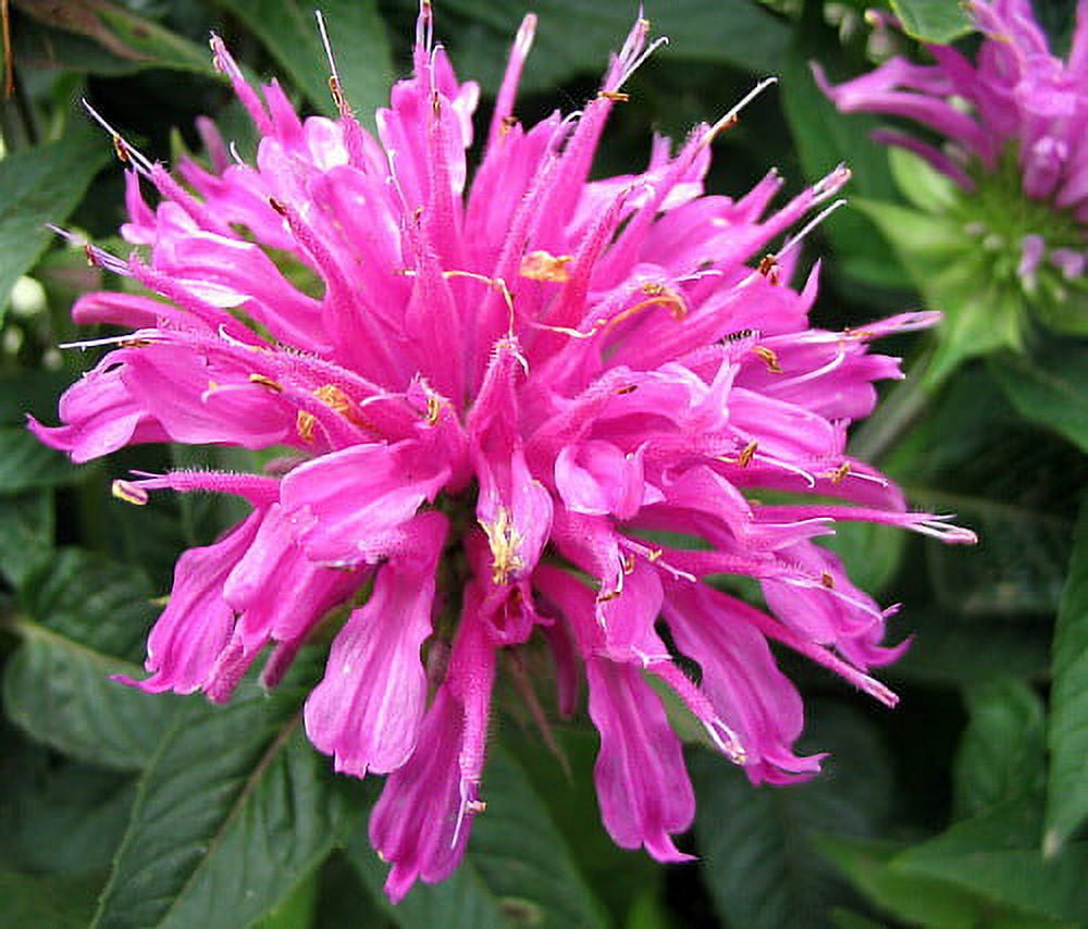 Grand Parade Bee Balm - Monarda - Lavender/Purple - Gallon Pot ...