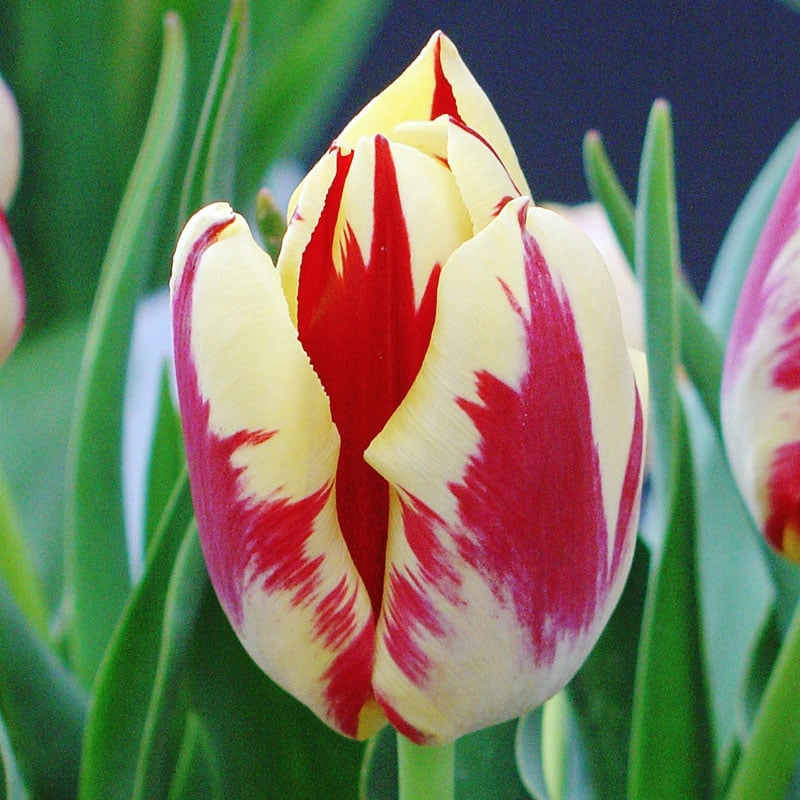 Grand Perfection Triumph Tulip Flower Bulbs - 10 Bulbs per Pack - Good ...
