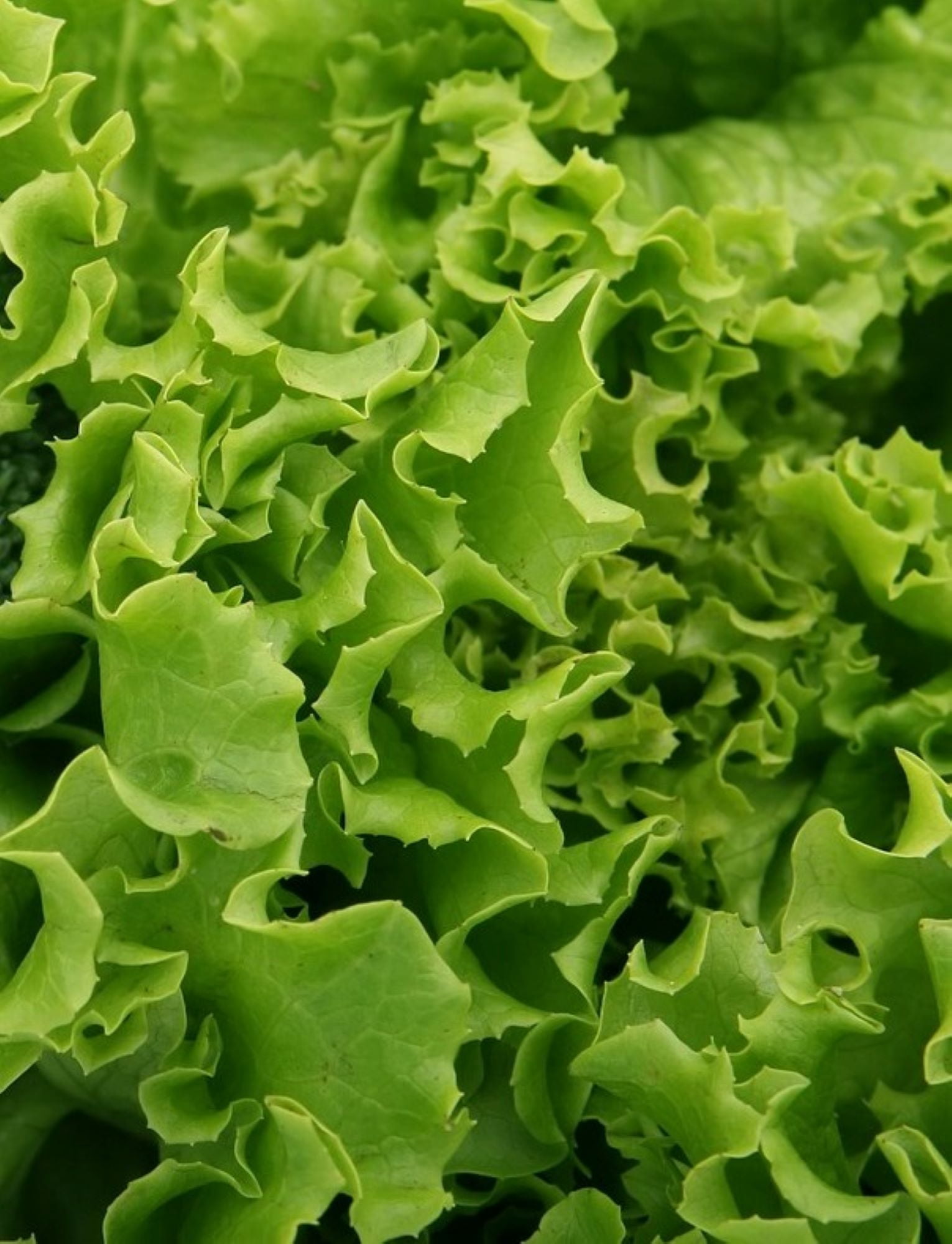 Grand Rapids Lettuce Seeds/ Annual/ Full Sun/ 2000 Seeds 2 grams ...