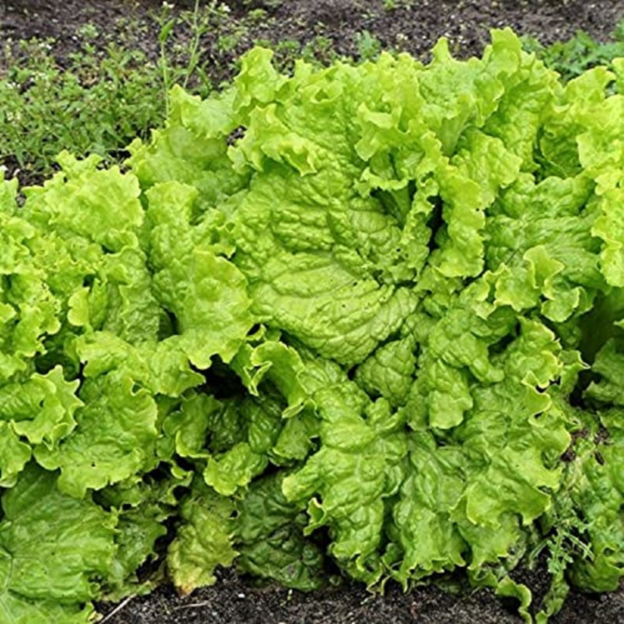 Grand Rapids TBR Lettuce Seeds - 100 Count Seed Pack - Produce a Large, Upright Rosette of Thick ...