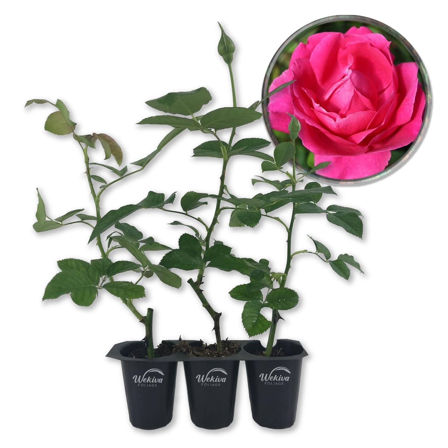 Grande Dame Rose Bush - 3 Live Starter Plants in 2 Inch Growers Pots ...