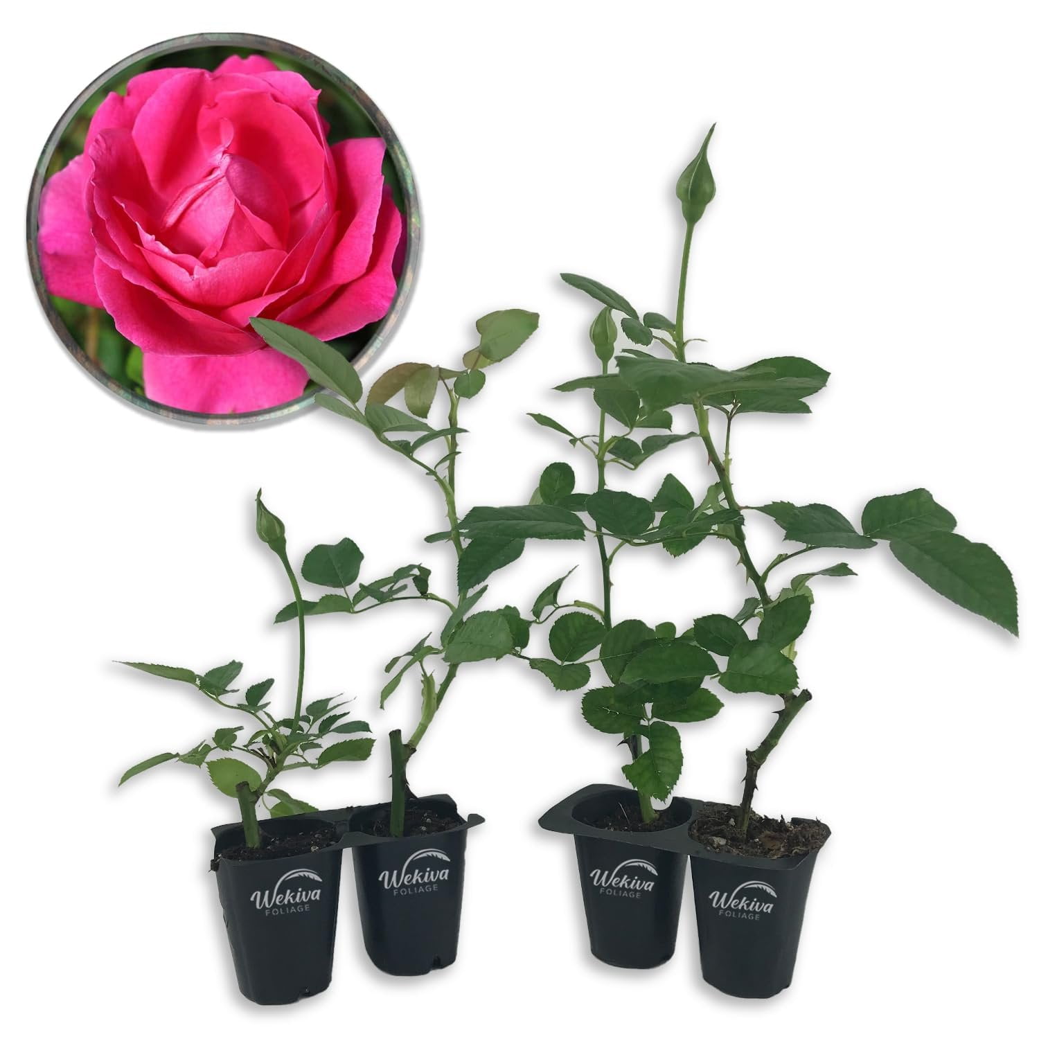 Grande Dame Rose Bush - 4 Live Starter Plants in 2 Inch Growers Pots ...
